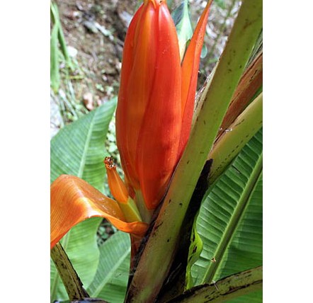 Musa ornata (Orange Flower) - Narancsvirágú banán, goldenpalm.hu ...