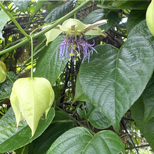 Passiflora maliformis - Édes lopótök - 5db mag/csomag - Trópusi ...